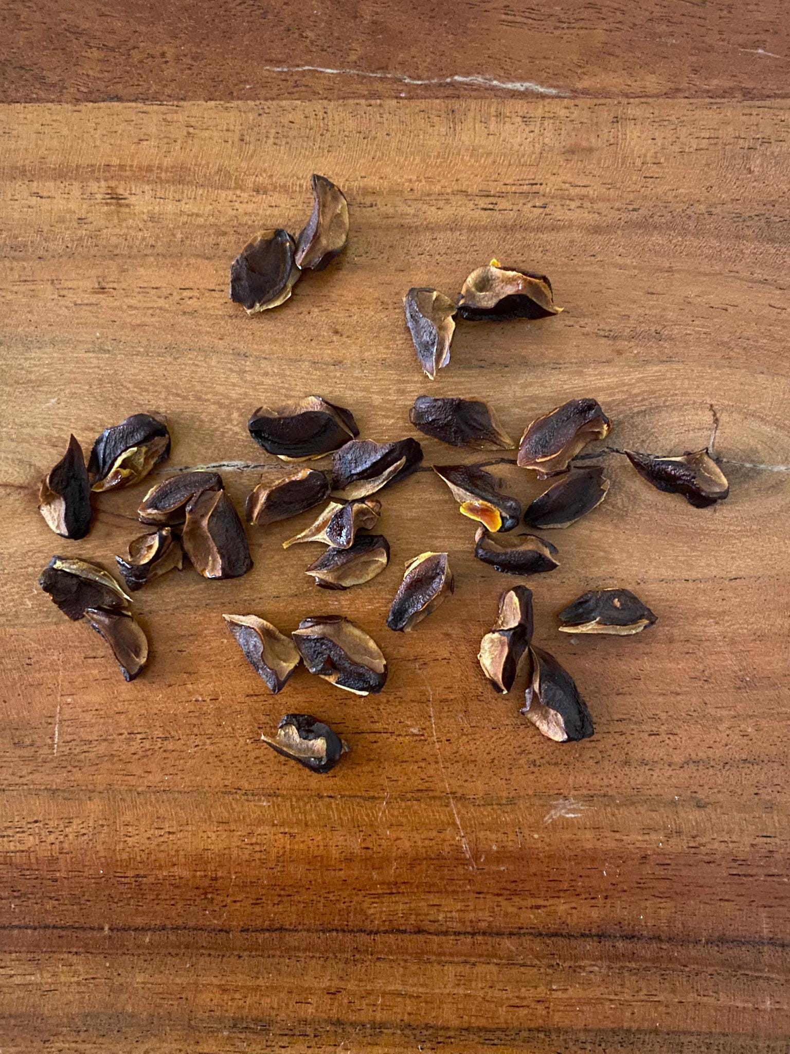 Bald Cypress Seeds for Planting (taxodium Distichum) Grow Your Own ...