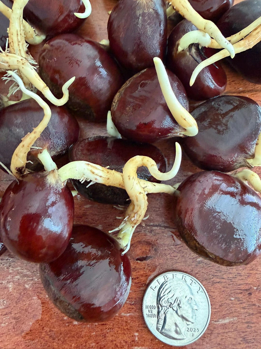 4 Count Sprouted Dunstan Chestnuts for Planting – American Hybrid ...
