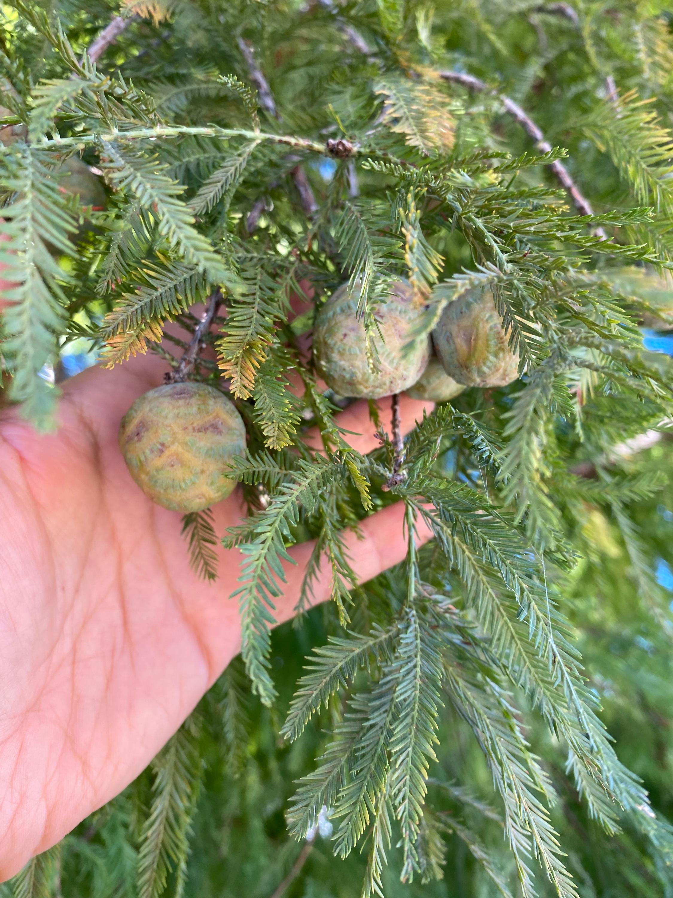 Bald Cypress Seeds for Planting (taxodium Distichum) Grow Your Own ...