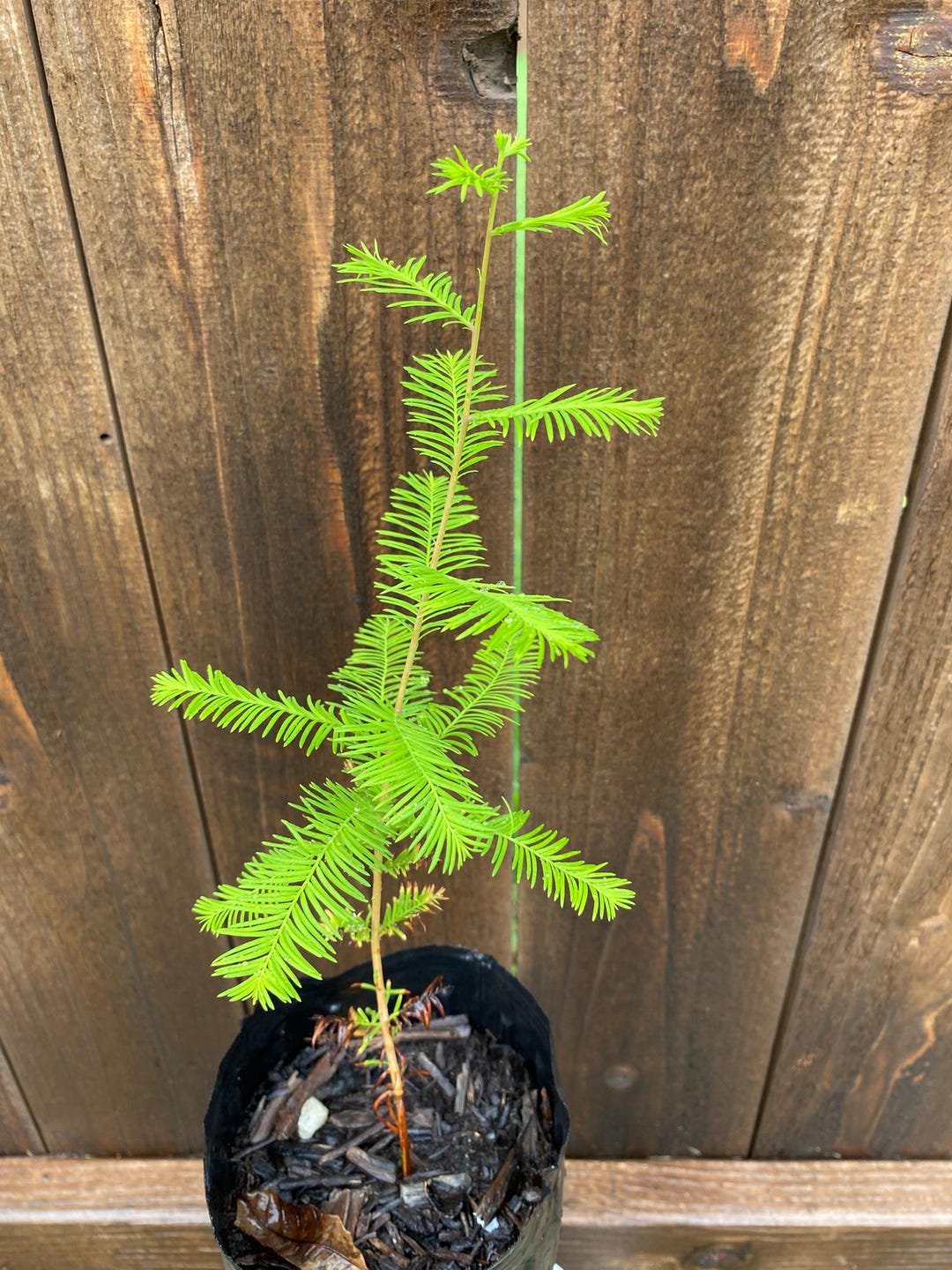 Bald Cypress Sapling (taxodium Distichum) Native Cypress Tree, Fast ...