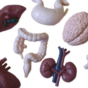 Human Anatomy / Internal Organs / Halloween Decorations / Cupcake ...