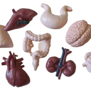 Human Anatomy / Internal Organs / Halloween Decorations / Cupcake ...