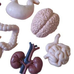 Human Anatomy / Internal Organs / Halloween Decorations / Cupcake ...