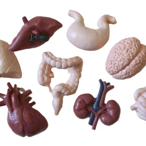 Human Anatomy / Internal Organs / Halloween Decorations / Cupcake ...