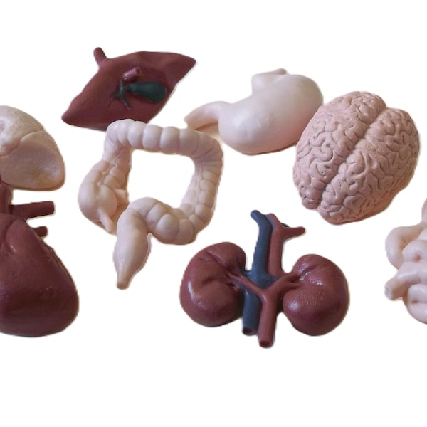Human Anatomy Party Decorations - Etsy