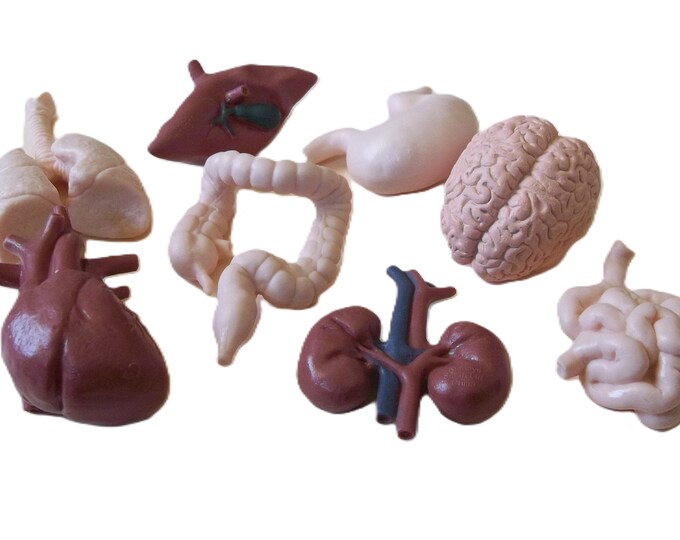 Human Anatomy / Internal Organs / Halloween Decorations / Cupcake ...