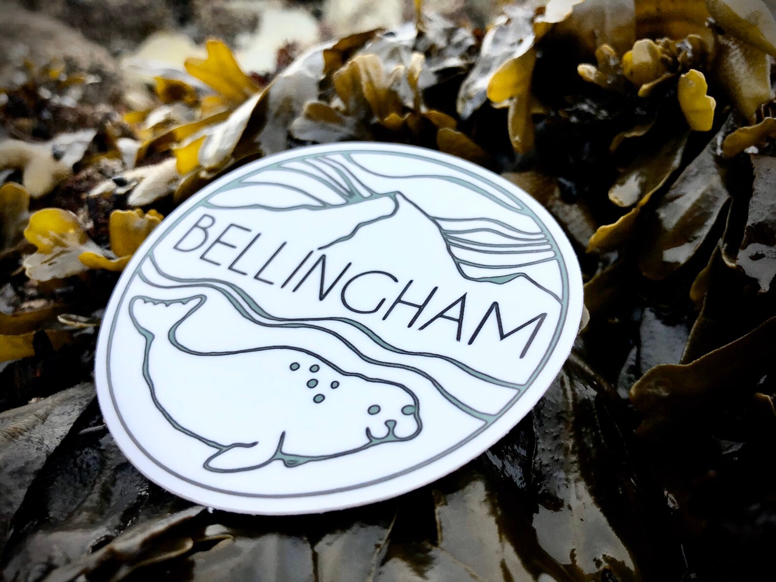 Vinyl Sticker Bellingham Harbor Seal Free Domestic - Etsy Sweden