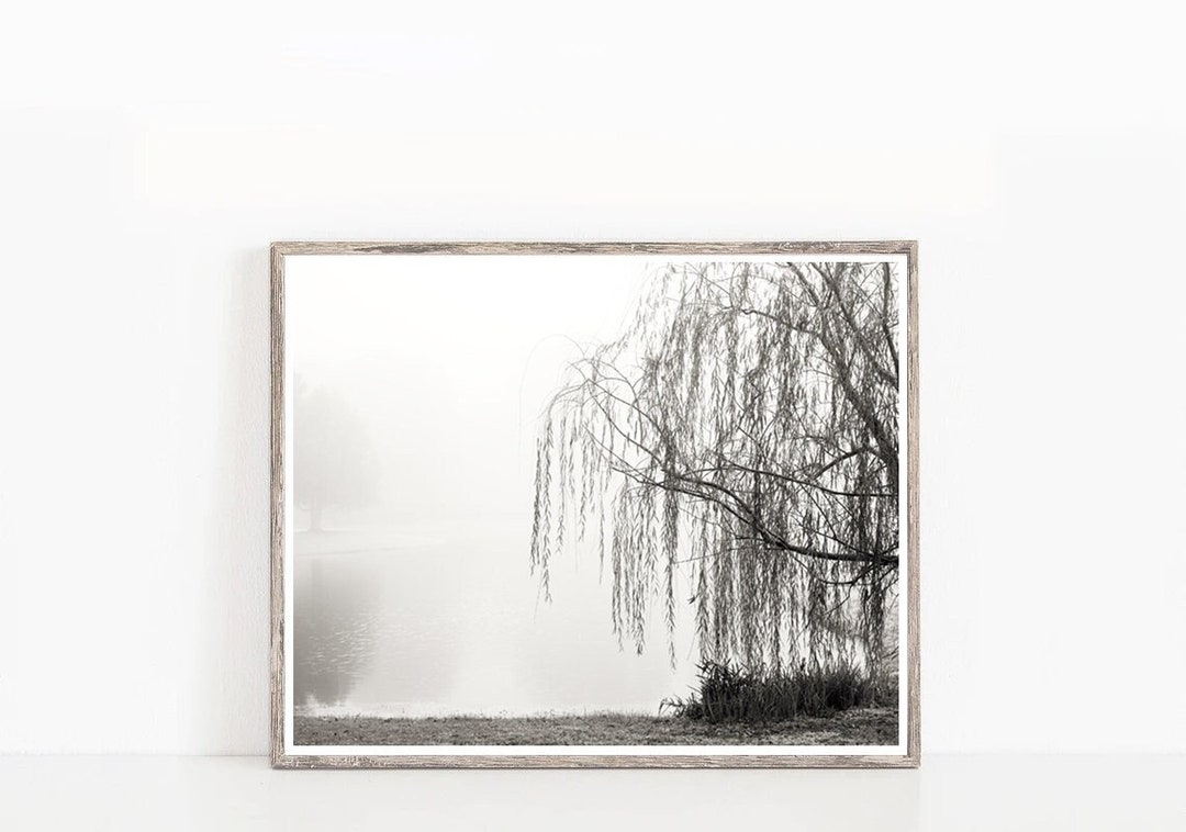 Willow Tree, Misty Morning, Golf Course, Lowcountry, South Carolina ...