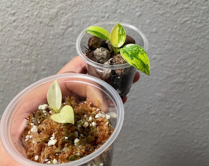 Philodendron Bundle ~ Philo. Whipple Tiny Baby Starter ~ Philo Green ...