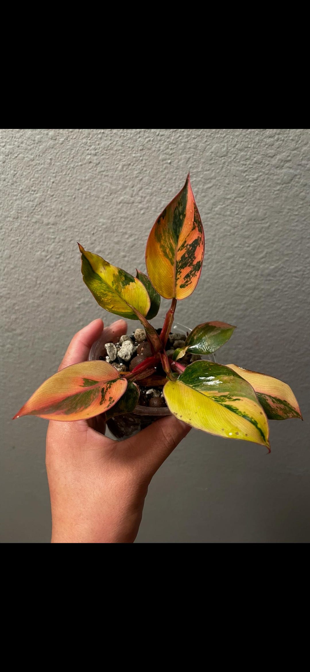 Philodendron Red Congo Rare Plant Highly Var. Very Rooted Newest Leaf ...