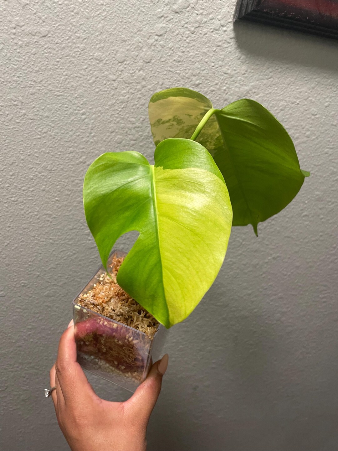 Monster Aurea ~ High Var. Rooted ~ Exact Plant ~ Free Standard Ship ...