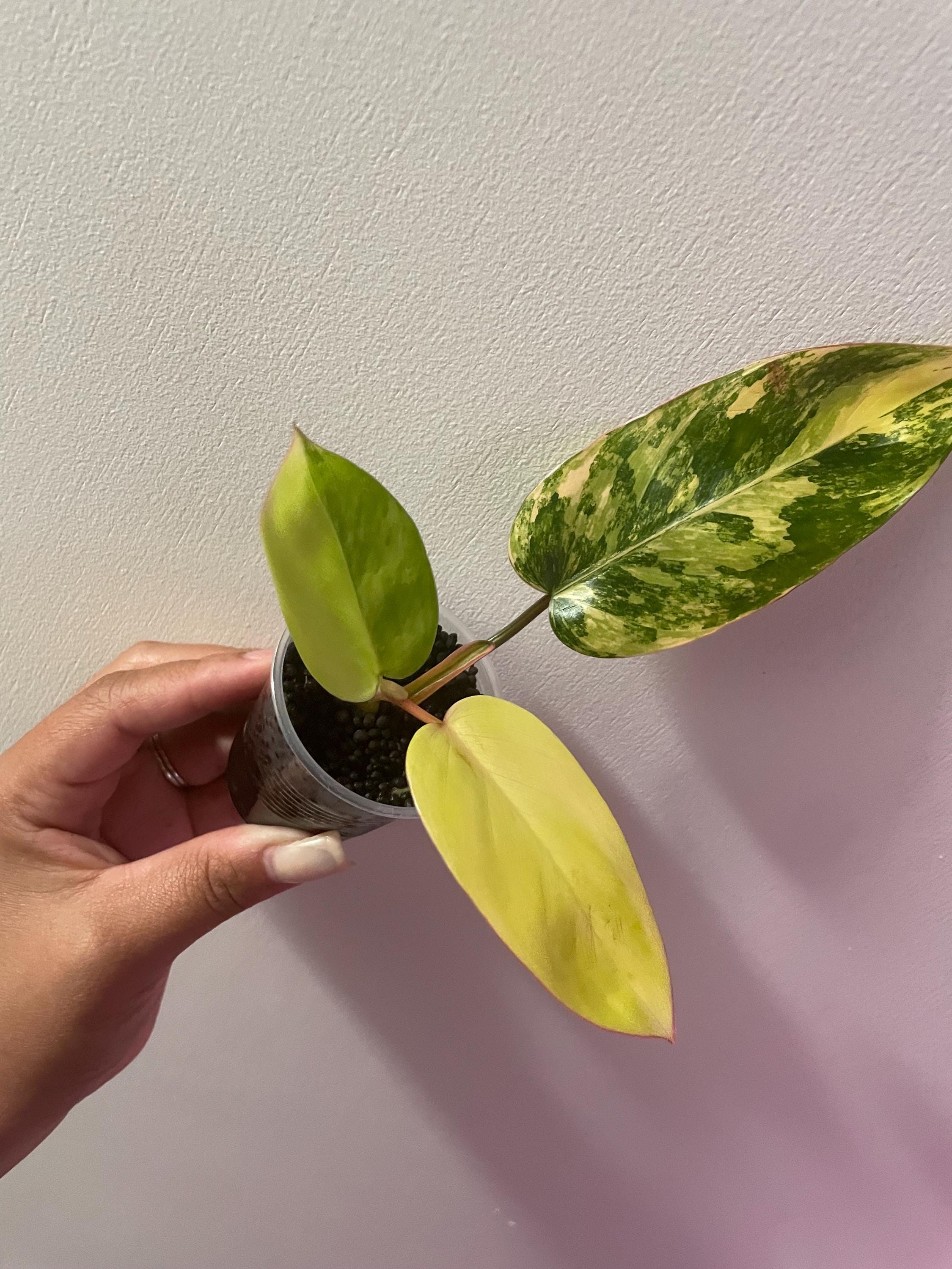 Philodendron Emerald Queen - Etsy