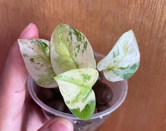Japanese Global Pothos, Epipremnum Aureum - Etsy