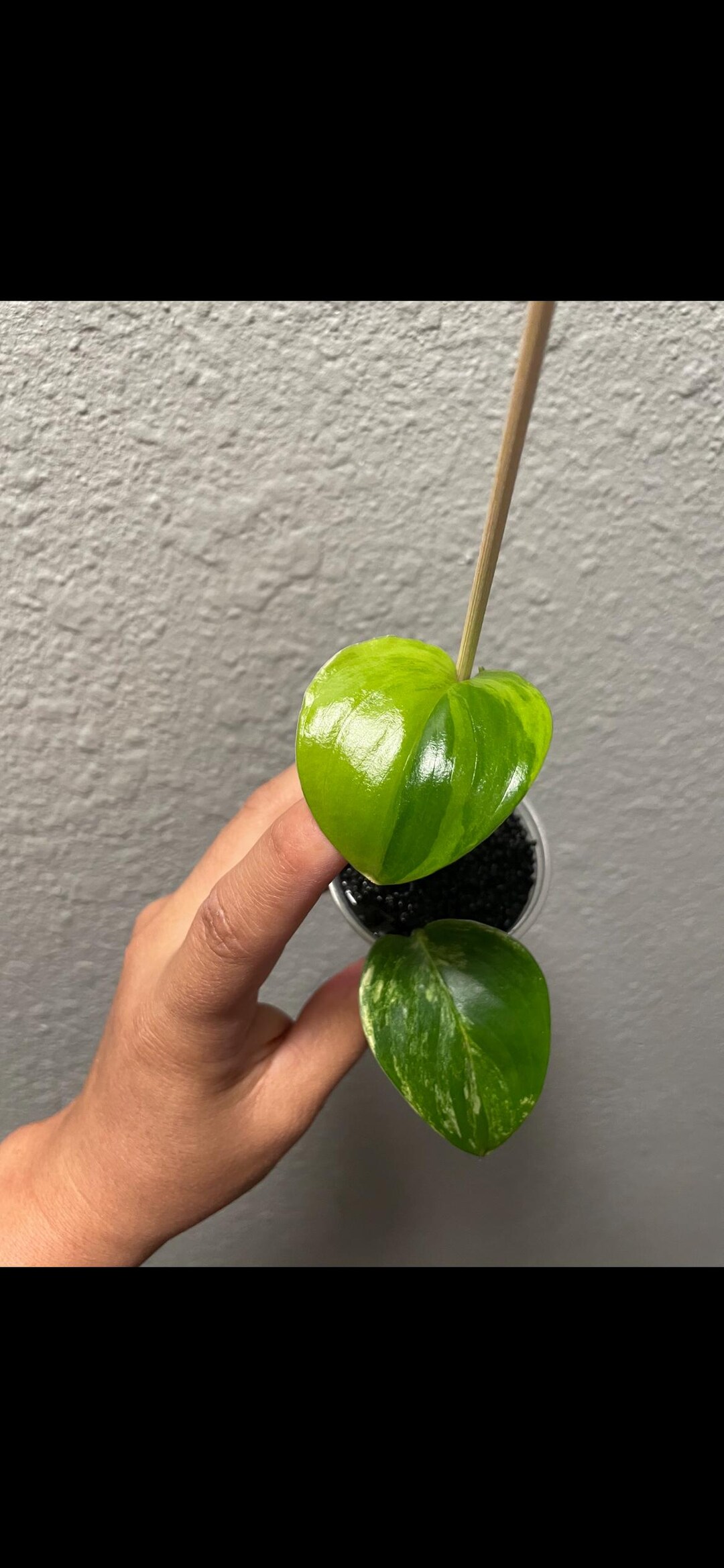 Scindapsus Rubicon Variagted Top Rooted Cutting High Halfmoon Color ...