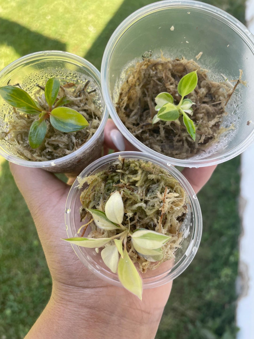 Philo Combo Bills Var. X2 Philo Red Congo - Etsy