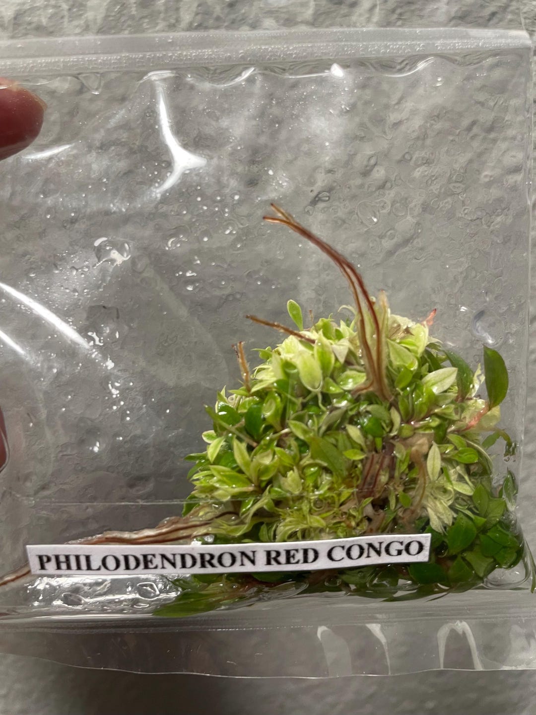 Philodendron Red Congo MINT Tissue Culture Very Multiplied Care ...