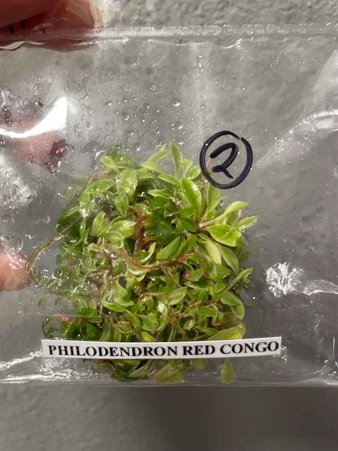 Philodendron Red Congo Mint Tissue Culture Please Look at Size Before ...