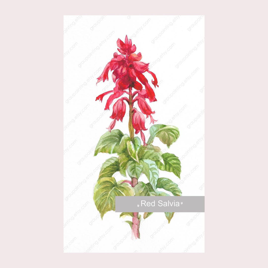 Watercolor Red Salvia, Hand Painted Plant, Original Flower Painting ...