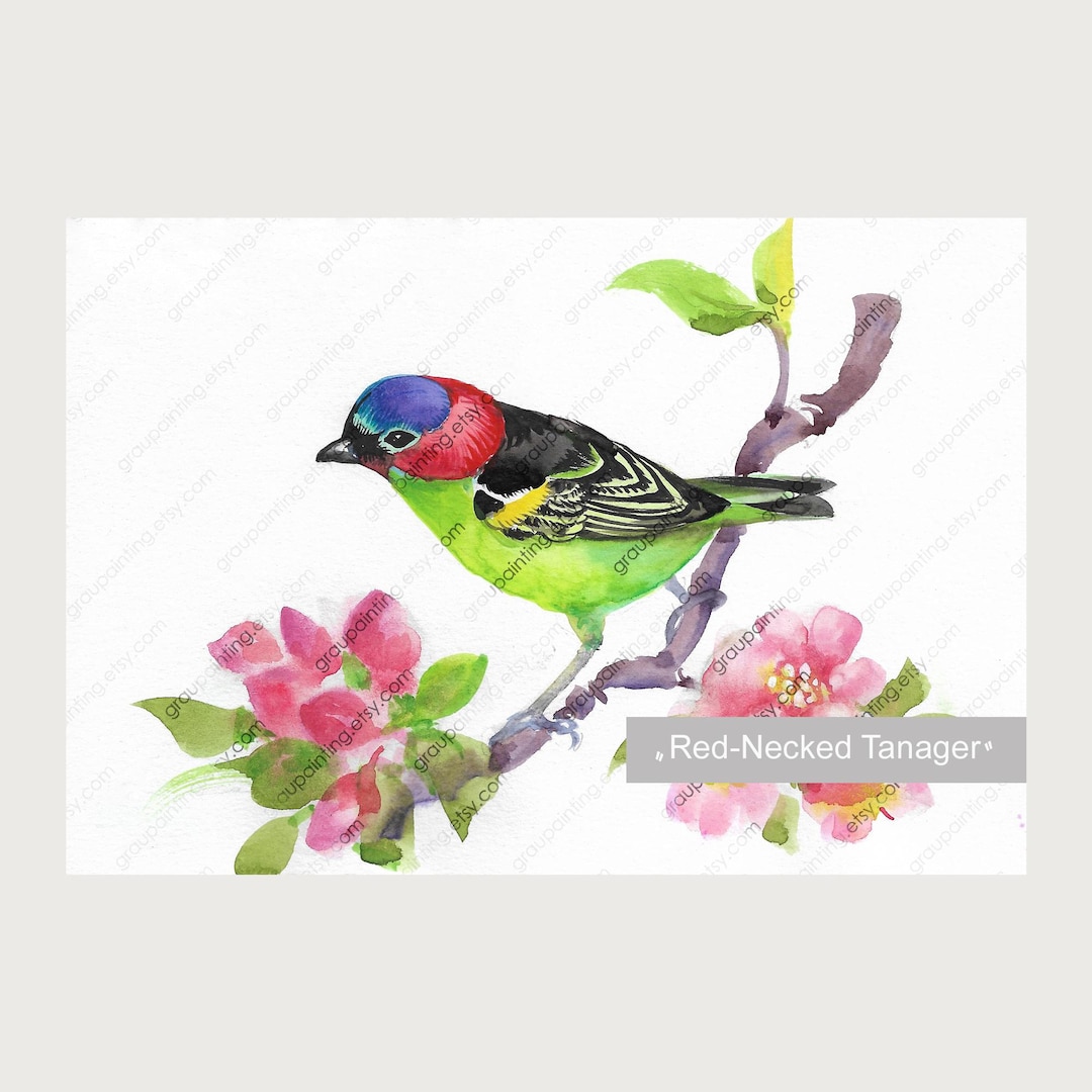 Red Necked Tanager, Hand Painted Original, Watercolor Painting, Bird ...