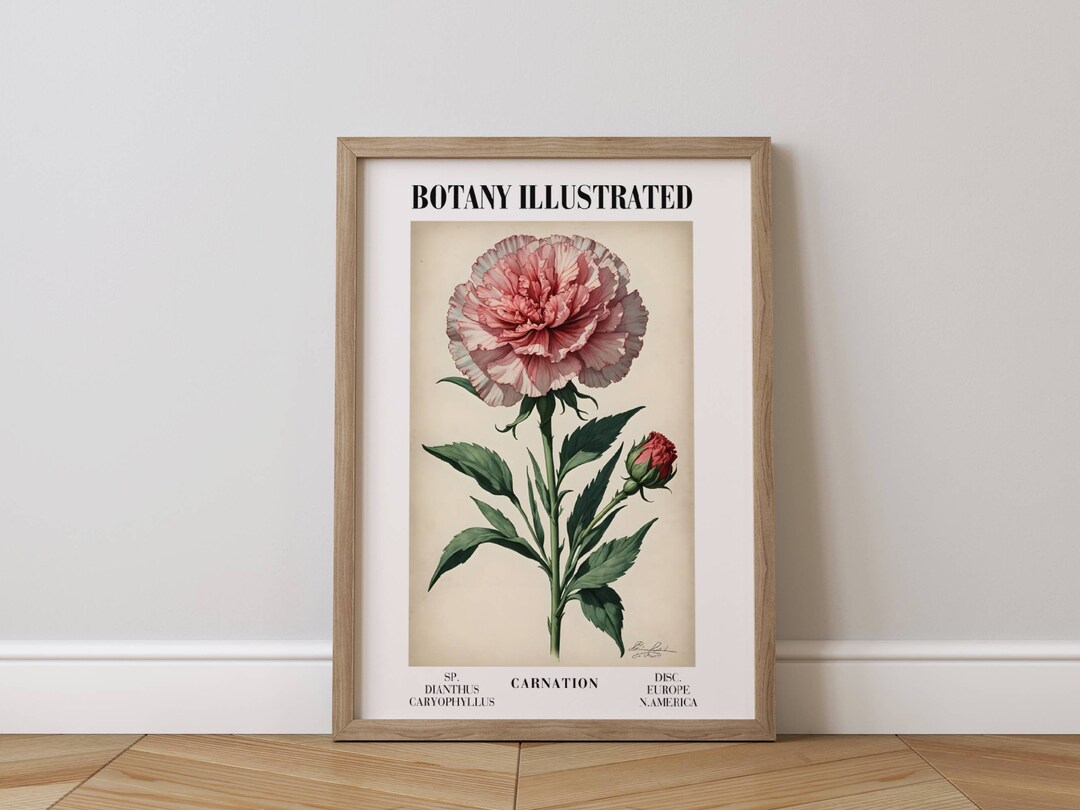 Carnation Botanical Illustration Print : Unframed, Vintage, Watercolour ...
