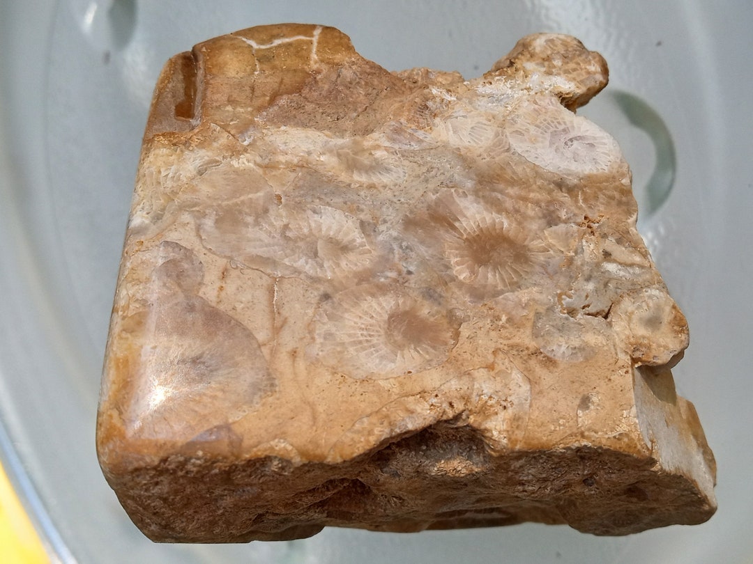 1 Lb 3 Oz Kentucky Jasperdized Jasper Quartz Fossilized Silicified ...