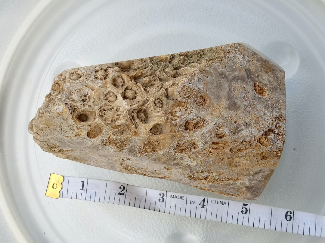 1 Lb 12 Oz Kentucky Jasperdized Jasper Silicified Coral Fossil Cut ...