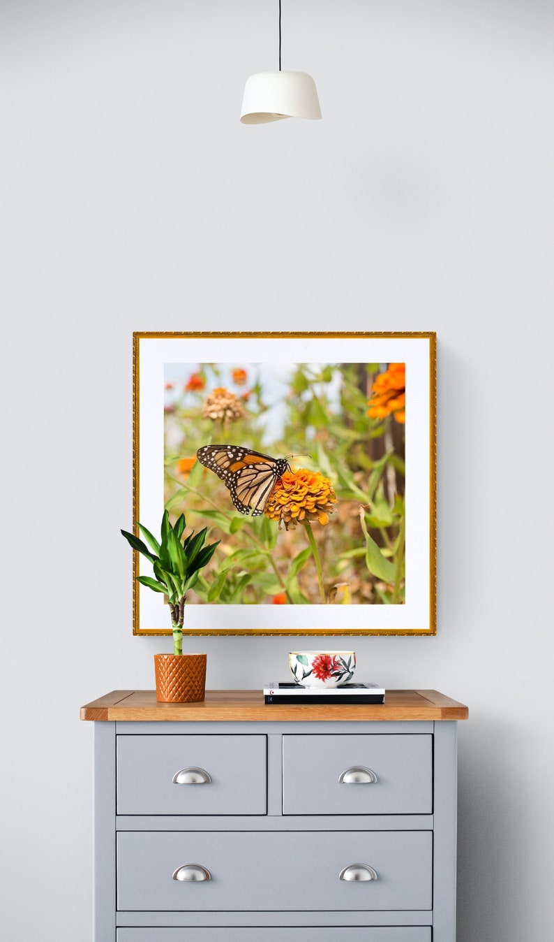 Monarch Butterfly Print Ruth's Roots Photo Orange - Etsy