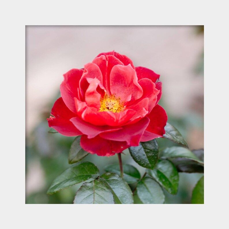 Hungarian Rose Photo, Square Flower Photo, Square Floral Print, Red ...