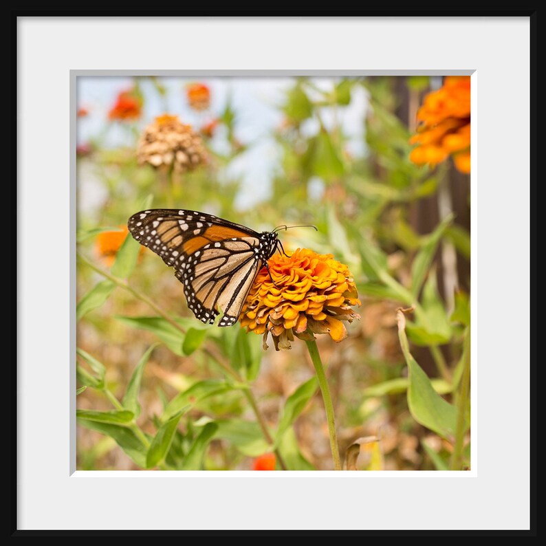 Monarch Butterfly Print Ruth's Roots Photo Orange - Etsy