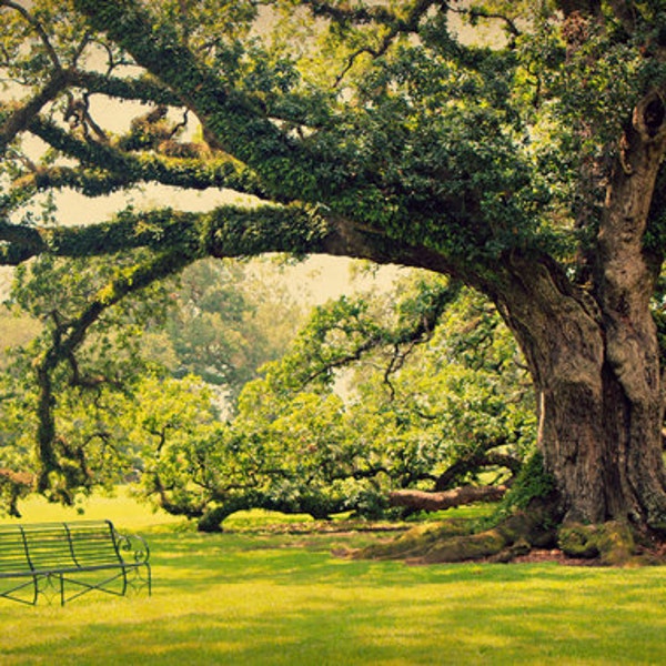 Live Oak Tree - Etsy