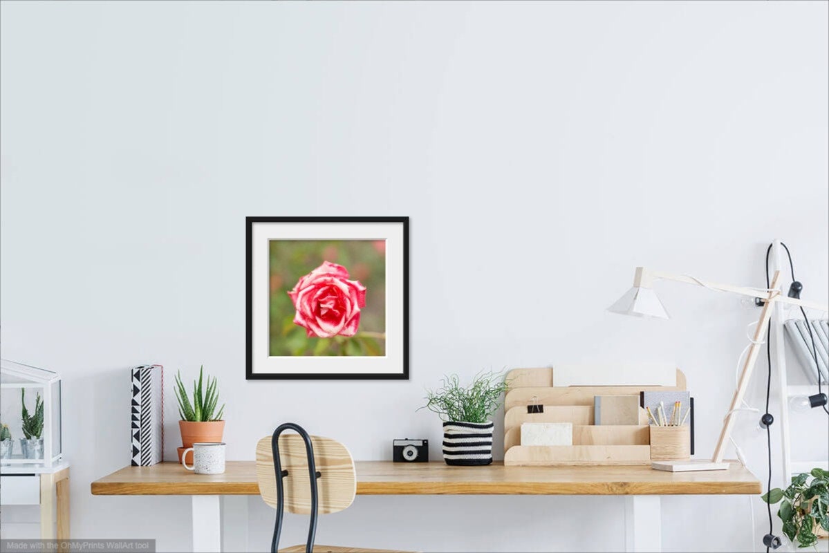 Carousel Rose Photo Pretty Flower Photo Pink Rose Photo - Etsy