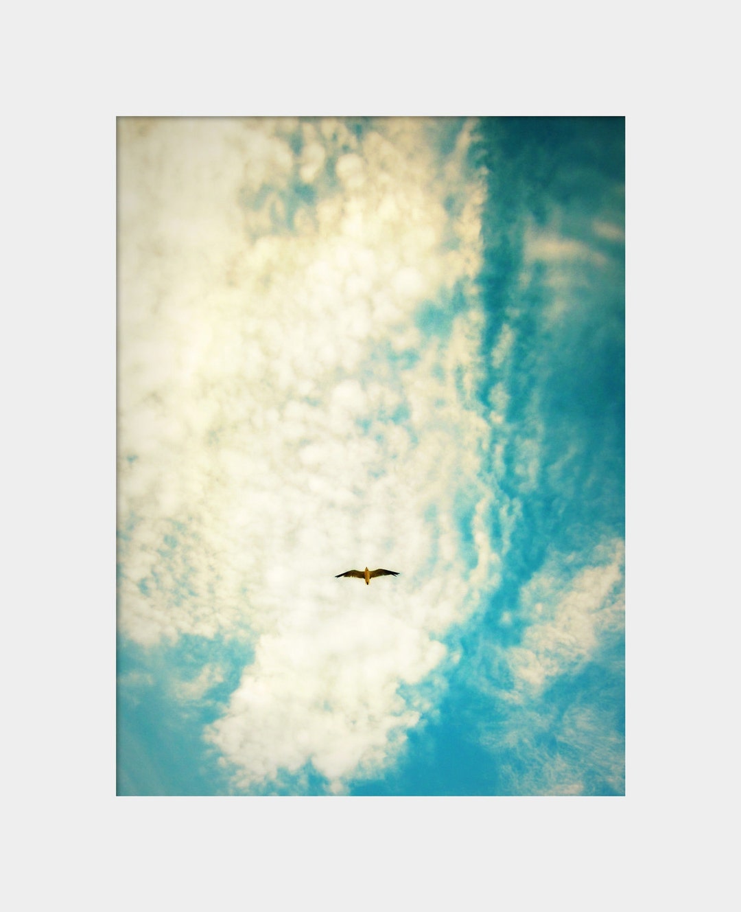 Flying Seagull Photo Inspirational Art Seagull in the Sky - Etsy