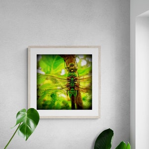 Bug Photo, Dragonfly Wall Art, Bold Green Art, Wildlife Photograph ...