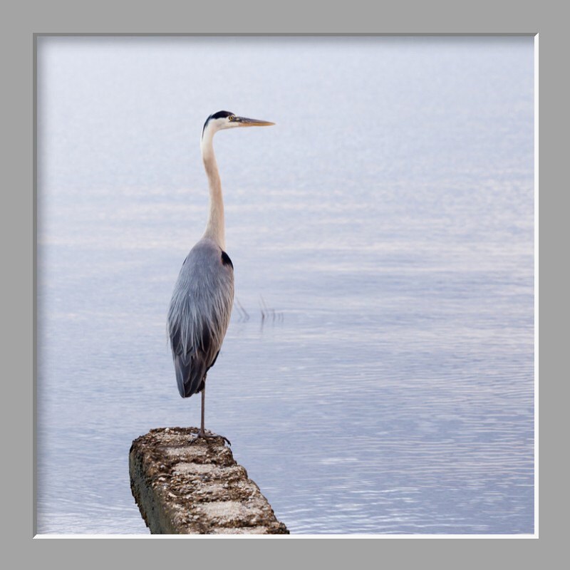 Great Blue Heron Photo Coastal Bird Wall Art Blue Gray - Etsy