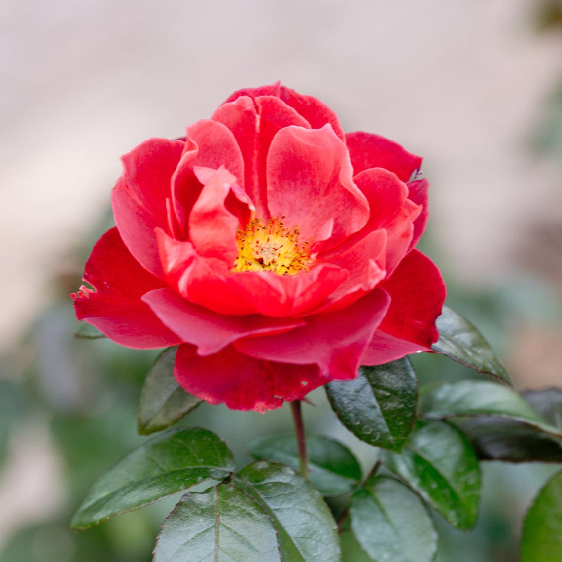 Hungarian Rose Photo, Square Flower Photo, Square Floral Print, Red ...