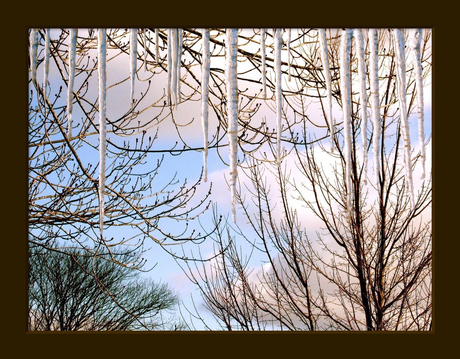 Icicles and Branches, Winter Nature Scene, Winter Trees Photo, Brown ...