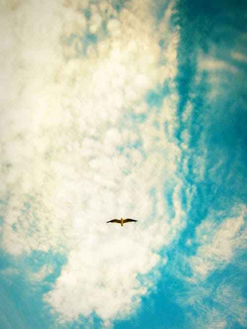 Flying Seagull Photo, Inspirational Art, Seagull in the Sky, Bird Photo ...