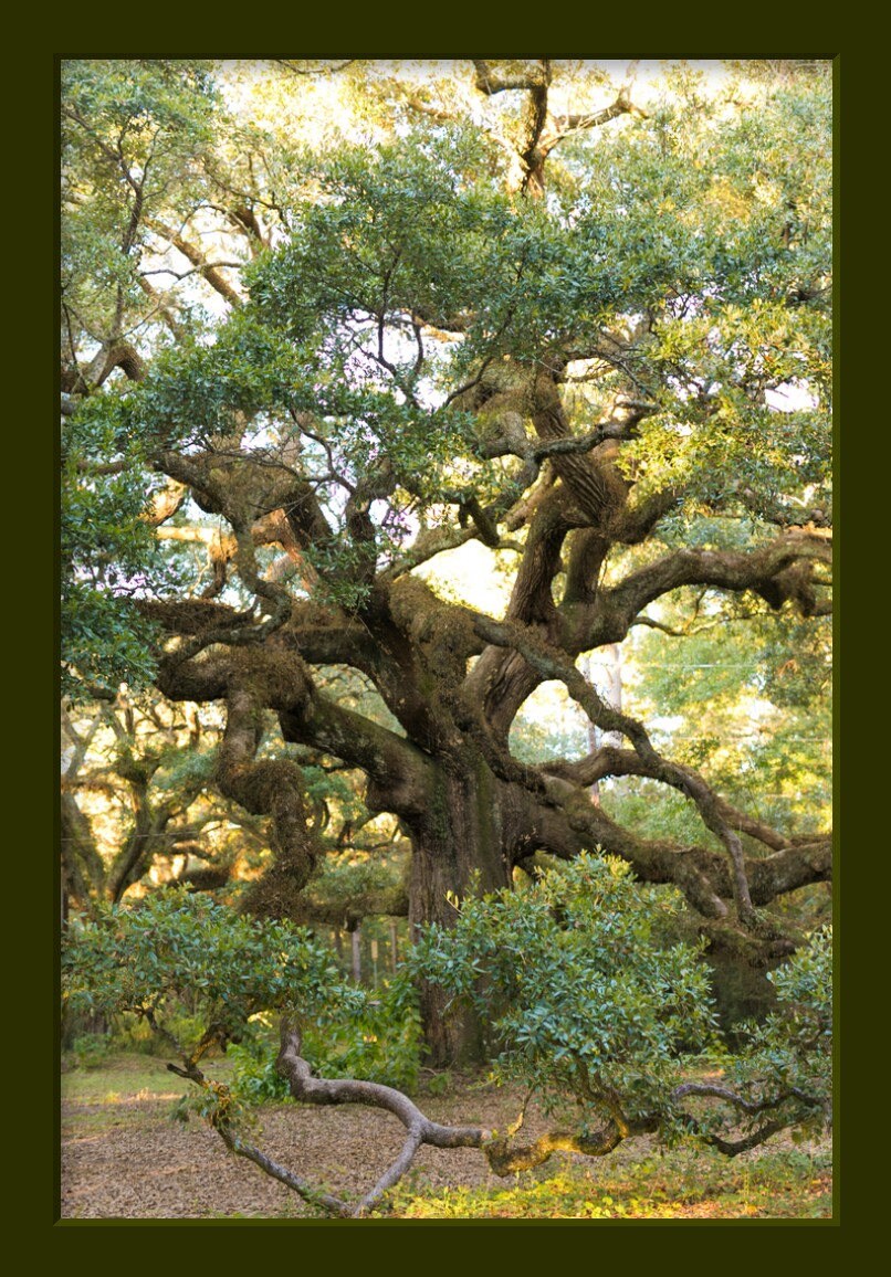 Live Oak Tree Photo, Tree Photography, Green Wall Art, Twelve Oaks ...