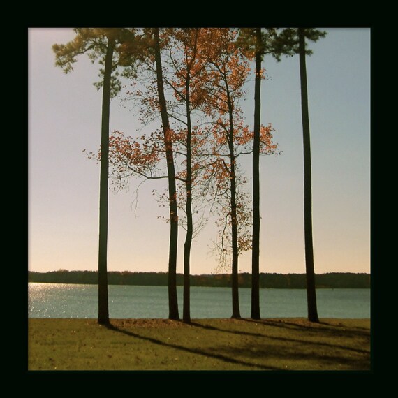 Tall Thin Trees Wallpaper
