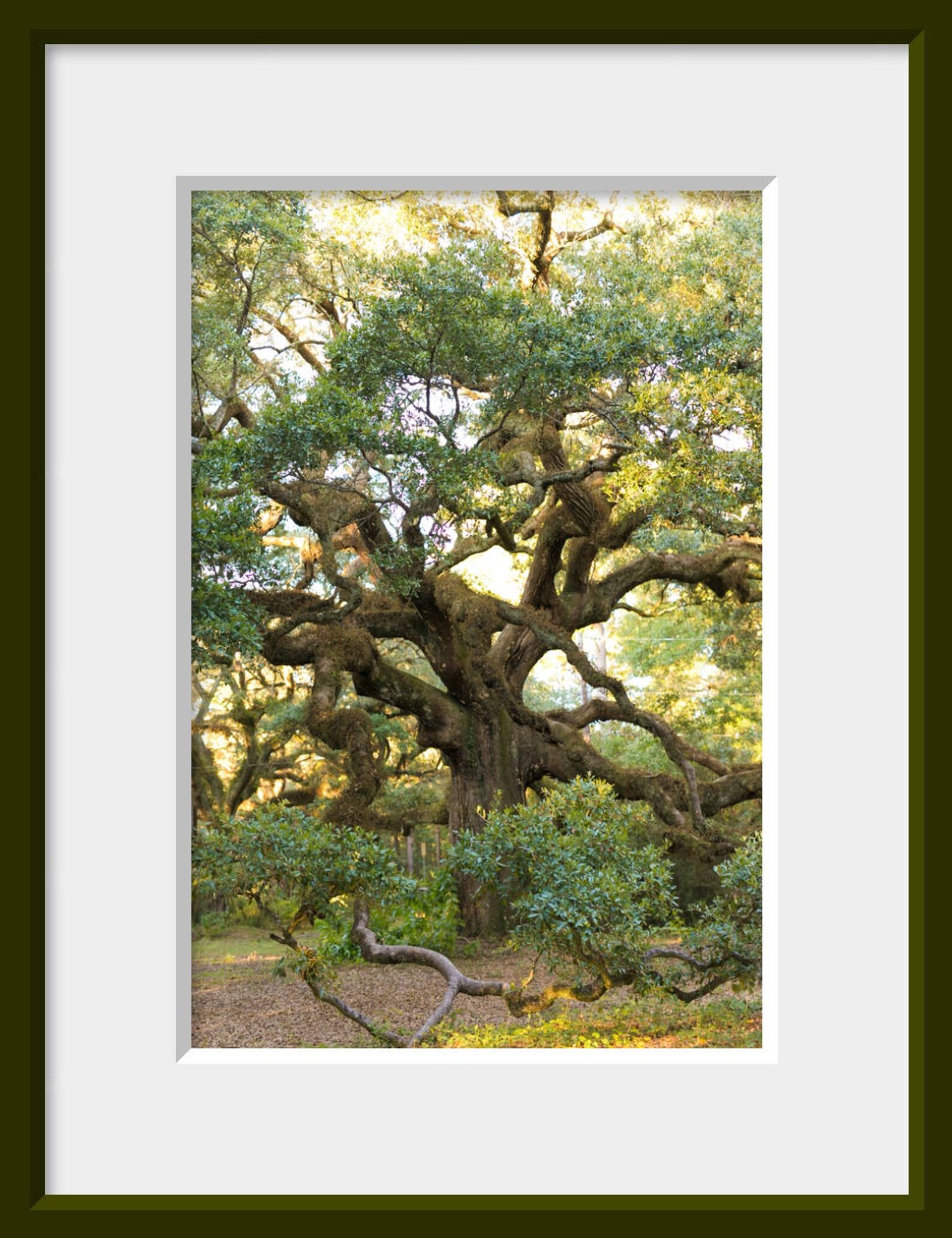 Live Oak Tree Photo, Tree Photography, Green Wall Art, Twelve Oaks ...