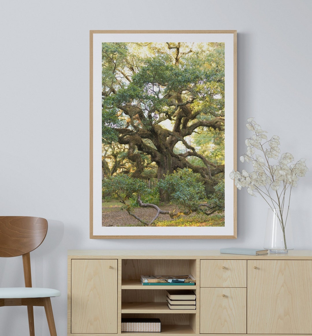 Live Oak Tree Photo, Tree Photography, Green Wall Art, Twelve Oaks ...