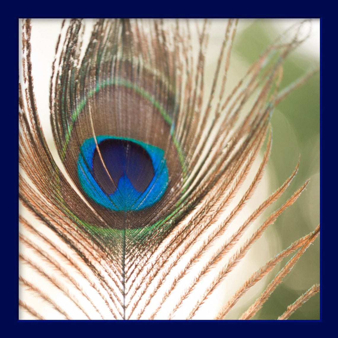 Peacock Feather Art Square Feather Print Feather Photo | Etsy