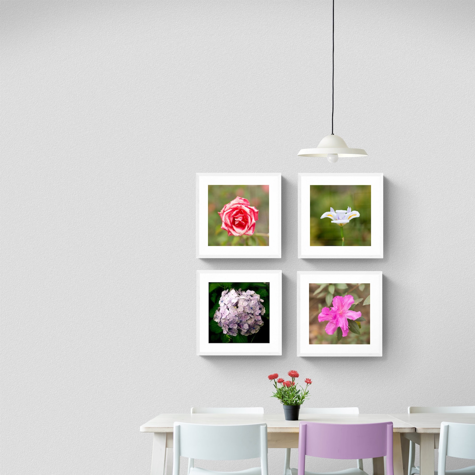 Carousel Rose Photo, Pretty Flower Photo, Pink Rose Photo, Square Rose ...