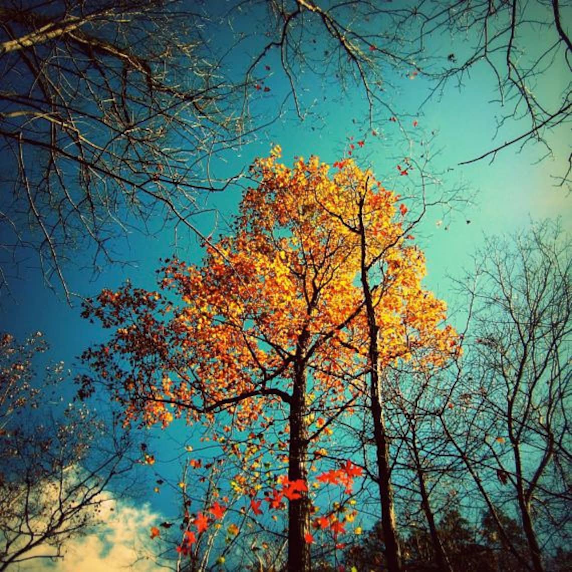 Colorful Nature Art Blue Orange Photo Woodland Photo Orange - Etsy