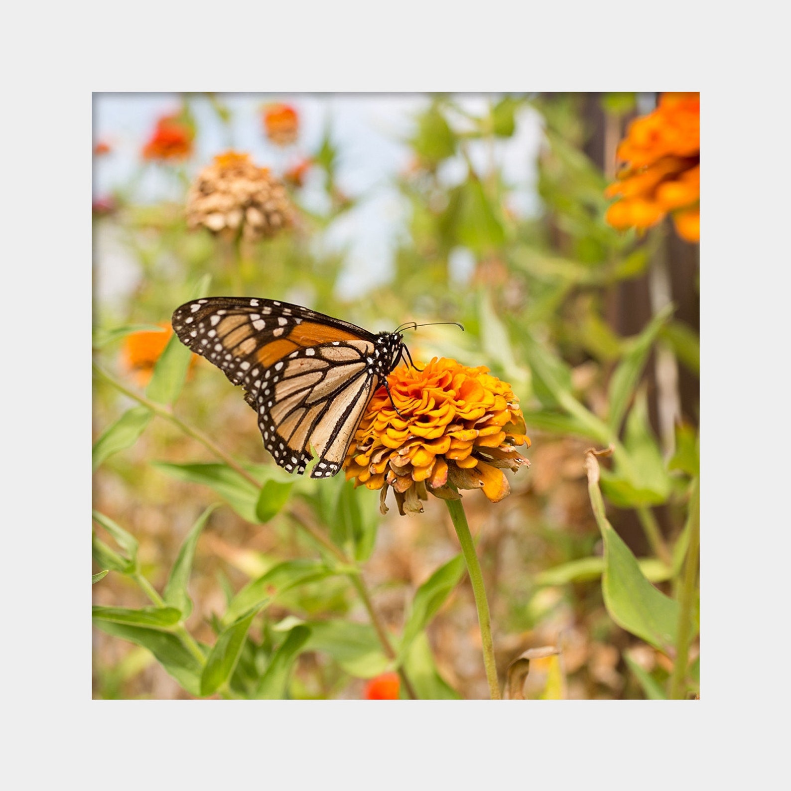 Monarch Butterfly Print Ruth's Roots Photo Orange - Etsy
