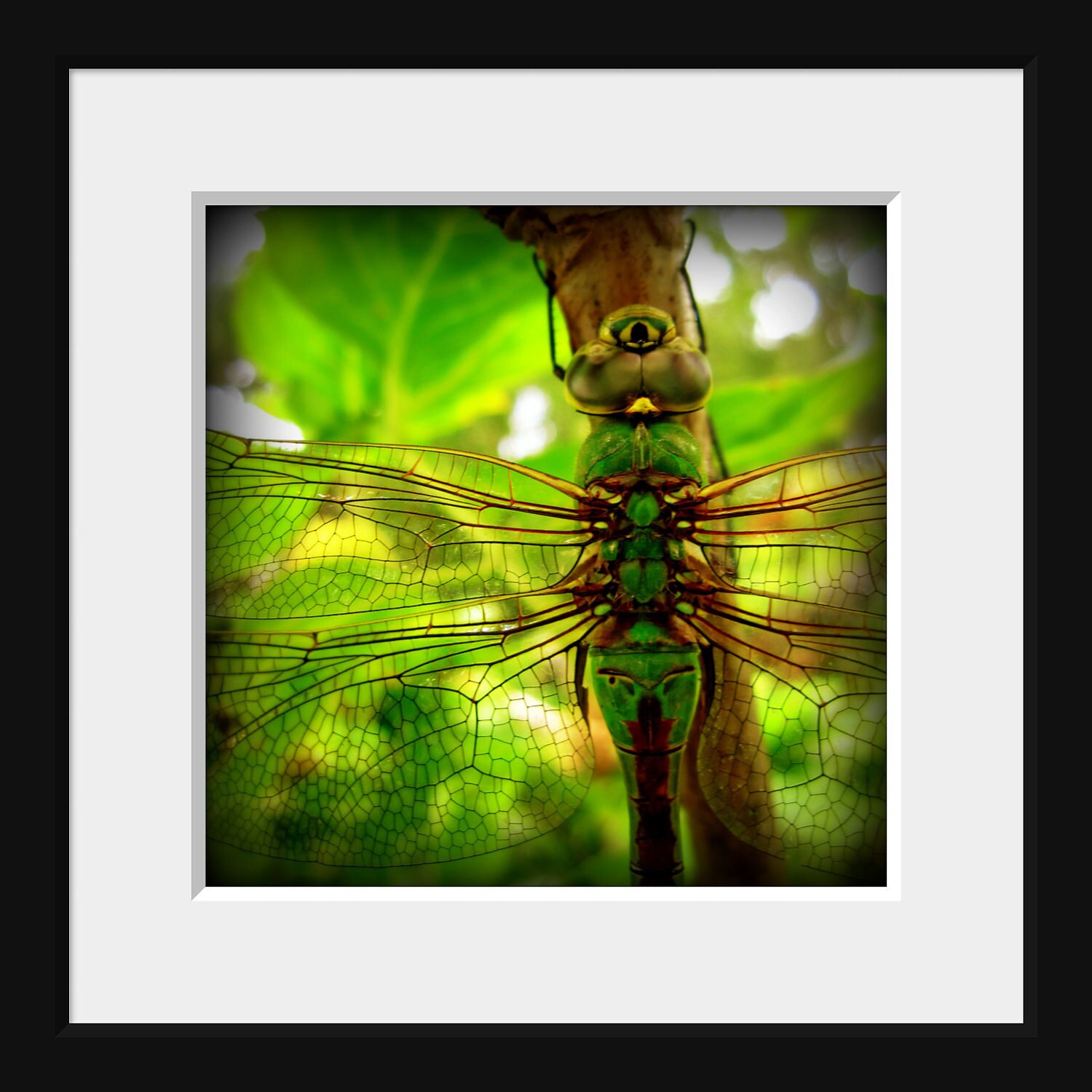 Bug Photo, Dragonfly Wall Art, Bold Green Art, Wildlife Photograph ...