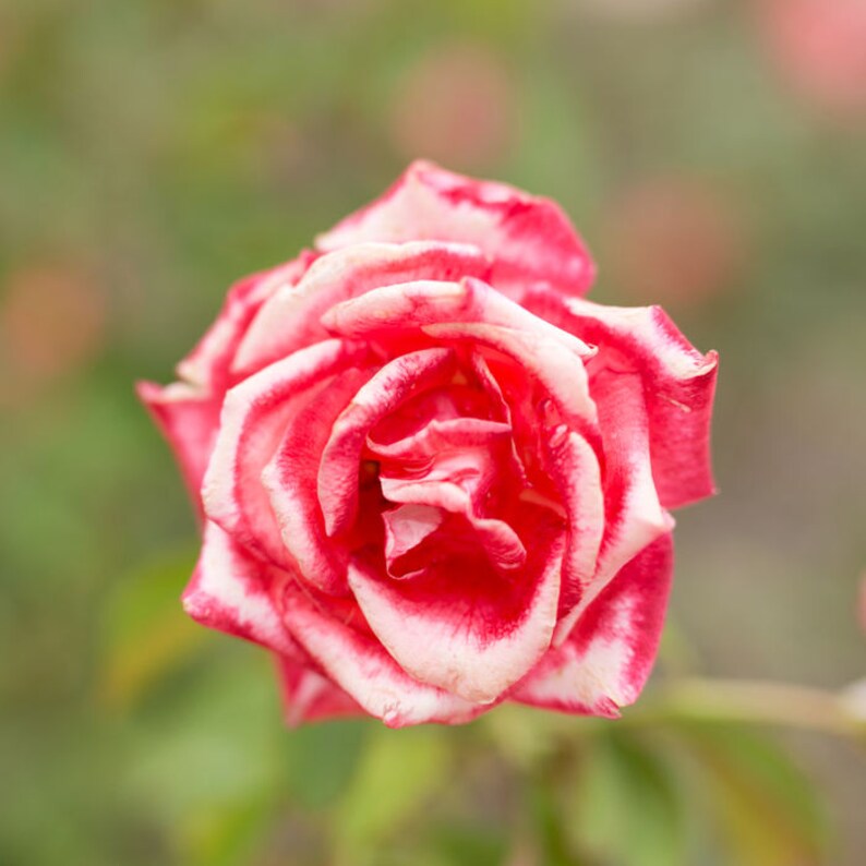 Carousel Rose Photo Pretty Flower Photo Pink Rose Photo - Etsy