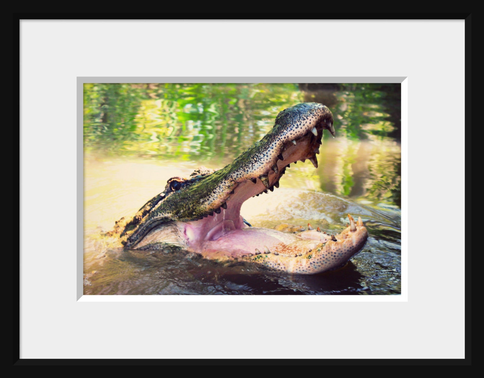 Alligator Photo, Wildlife Photograph, Louisiana Bayou Art, Honey Island ...