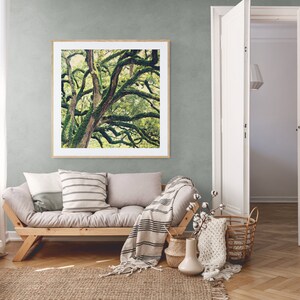 Live Oak Branches, Tree Photograph, Green Brown Decor, Live Oak Wall ...