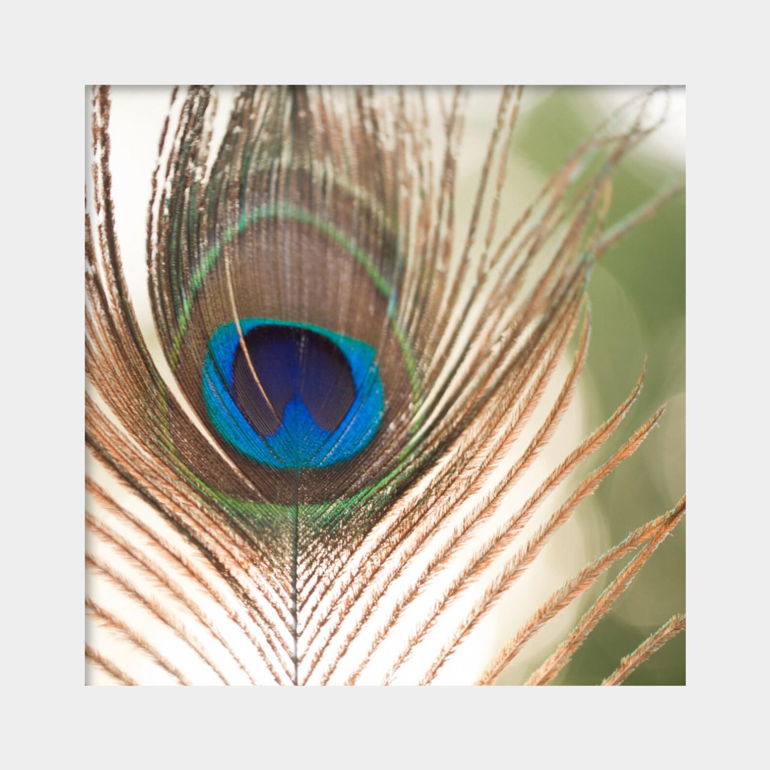 Peacock Feather Art, Square Feather Print, Feather Photo, Square ...